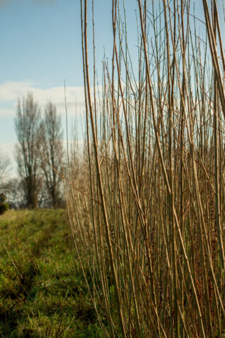 Woven Into Our Journey | Somerset Willow Coffins™