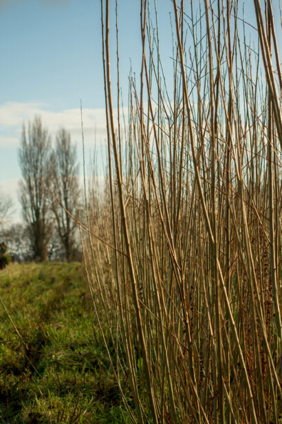 Woven Into Our Journey | Somerset Willow Coffins™