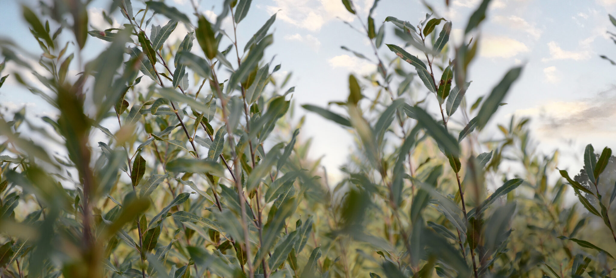 Woven Into Our Journey | Somerset Willow Coffins™